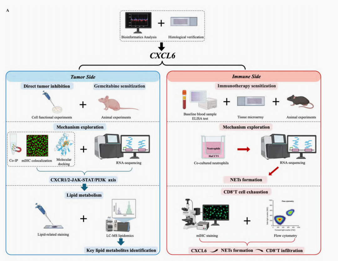 Advanced Science | CXCL6重编程肿瘤细胞脂质代谢，诱导中性粒细胞激活MAPK通路造成免疫耐受 - 知乎