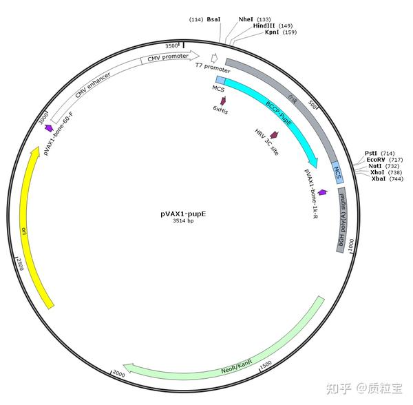 PUP-IT邻近标记技术载体 - 知乎