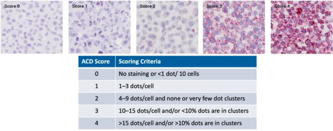 【病理专题】RNAscope技术介绍及应用 - 知乎
