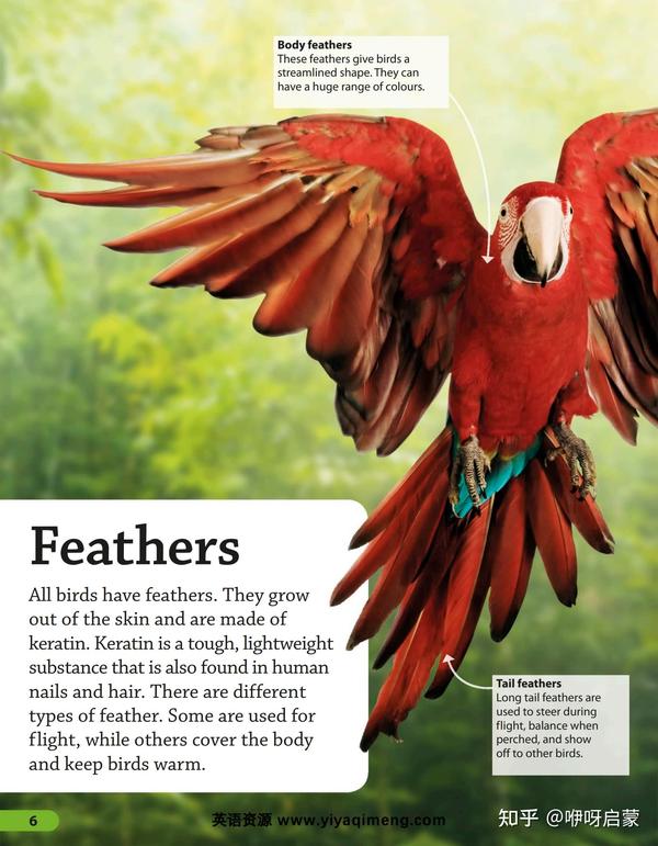 DK Findout百科知识系列31本 科普英文绘本PDF - 知乎