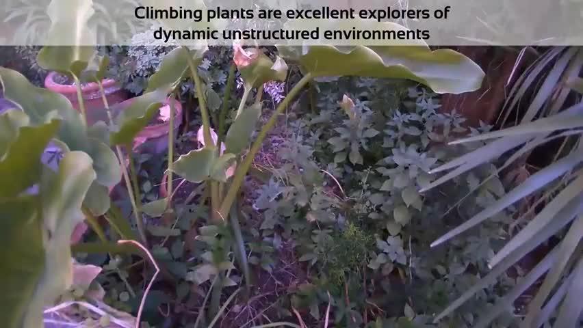 Science Robotics: 受藤蔓启发的具有自适应行为的软体生长机器人FiloBot - 知乎