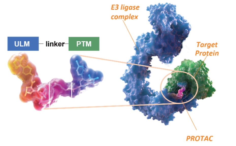 解读|影响PROTAC药物口服吸收的理化性质因素 - 知乎