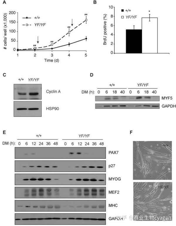 一文带你了解Creb1基因——研究神经系统及肌肉再生的关键基因 - 知乎