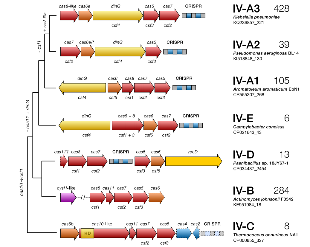 重新定义CRISPR-Cas系统功能！IV型CRISPR-Cas可用于对抗耐药菌 - 知乎