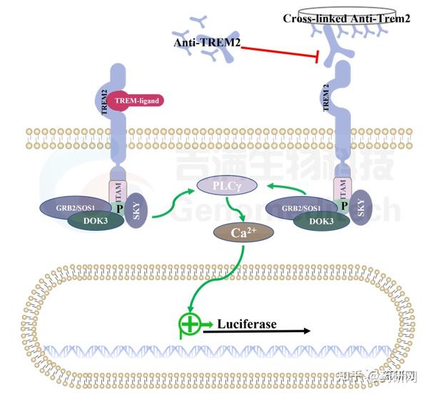 TREM1、TREM2丨髓系细胞表面受体的异军突起 - 知乎