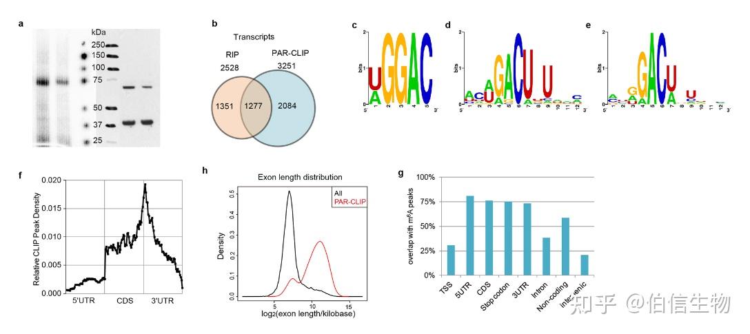 CLIP-Seq技术详解 - 知乎