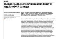 文献分享 | Nature：人类HDAC6感知缬氨酸丰度以调控DNA损伤 - 知乎