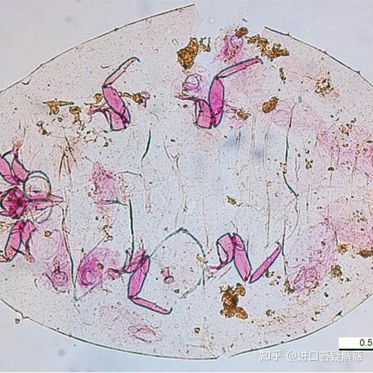 榴莲的编号和命名是怎么来的？ - 知乎