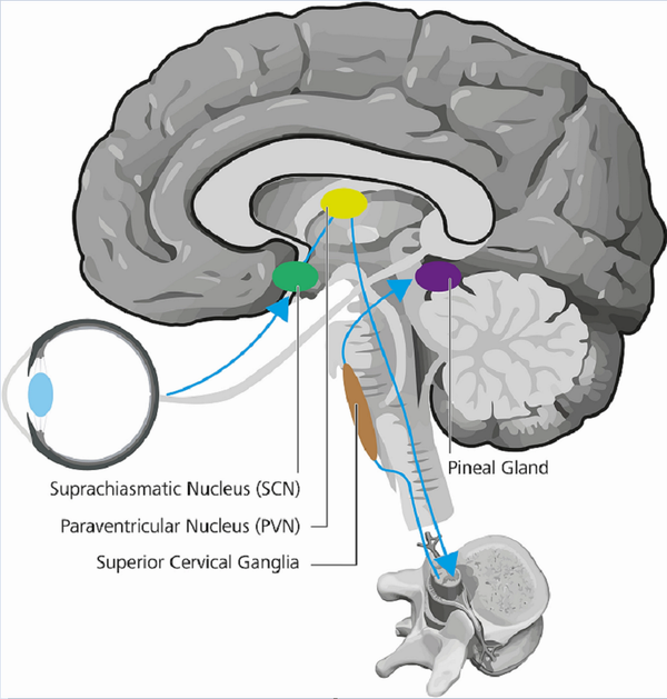 下丘脑多图详解 - 知乎