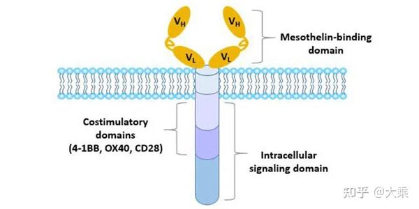 靶向间皮素（MSLN)靶点的CAR-T细胞治疗简介 - 知乎