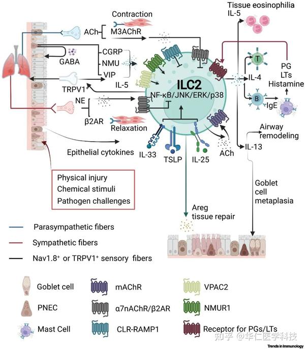 Trends in Immunology综述：神经-上皮-ILC2交互网络与屏障组织微环境稳态 - 知乎