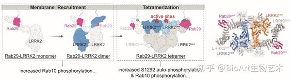Science | 孙吉课题组揭示小G蛋白Rab29激活帕金森病关联激酶LRRK2的分子机制 - 知乎