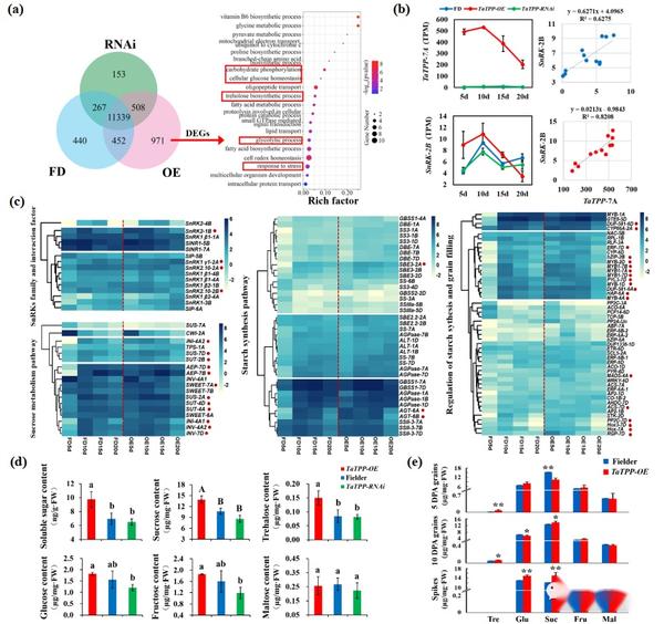 【Plant Biotech J】TaTPP-7A通过T6P-SnRK1信号通路和糖-ABA相互作用正调控小麦灌浆和产量 - 知乎
