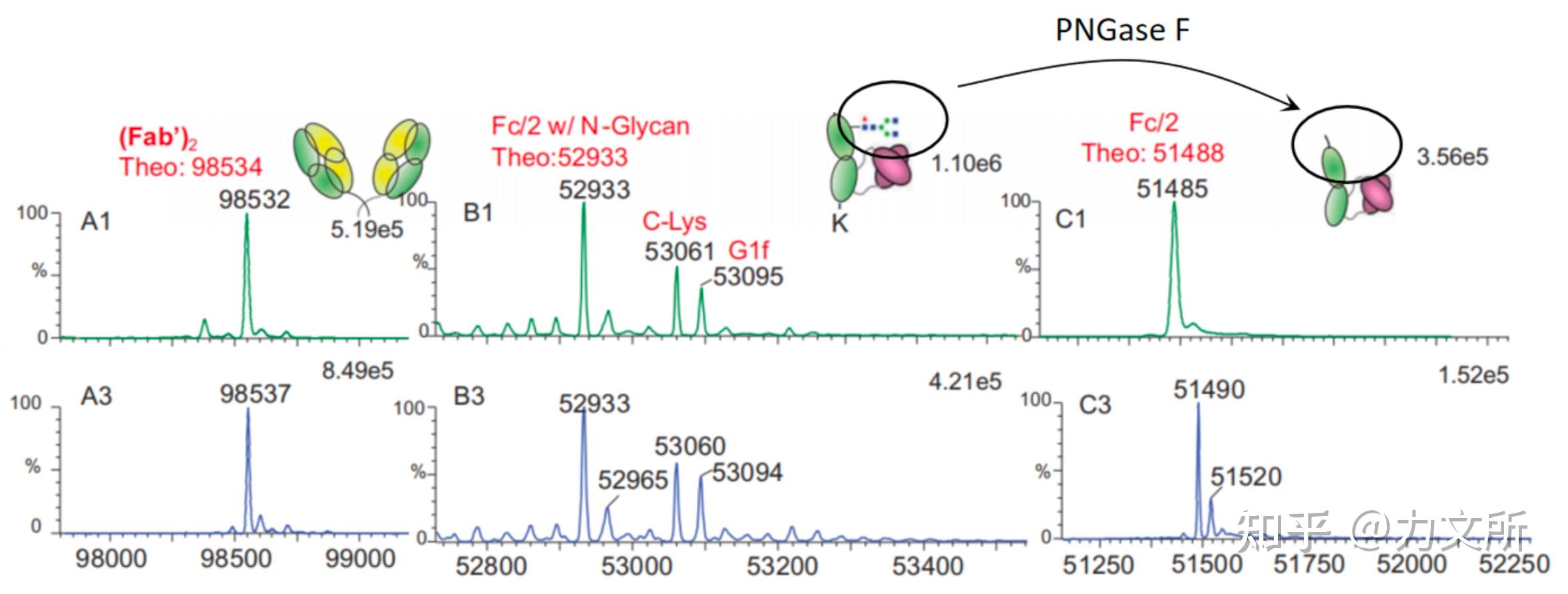 干货！全面解读PNGase F：从原理到应用，一文掌握（上） - 知乎