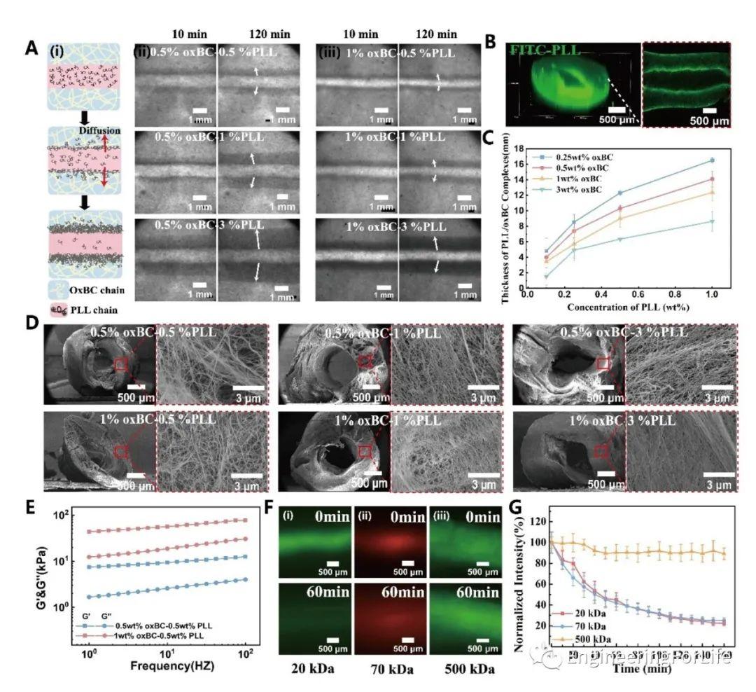 《Advanced Materials》: 通过水相嵌入式生物打印的界面凝聚实现相互连接管状通道自由形式3D网络进行原位内皮化 - 知乎