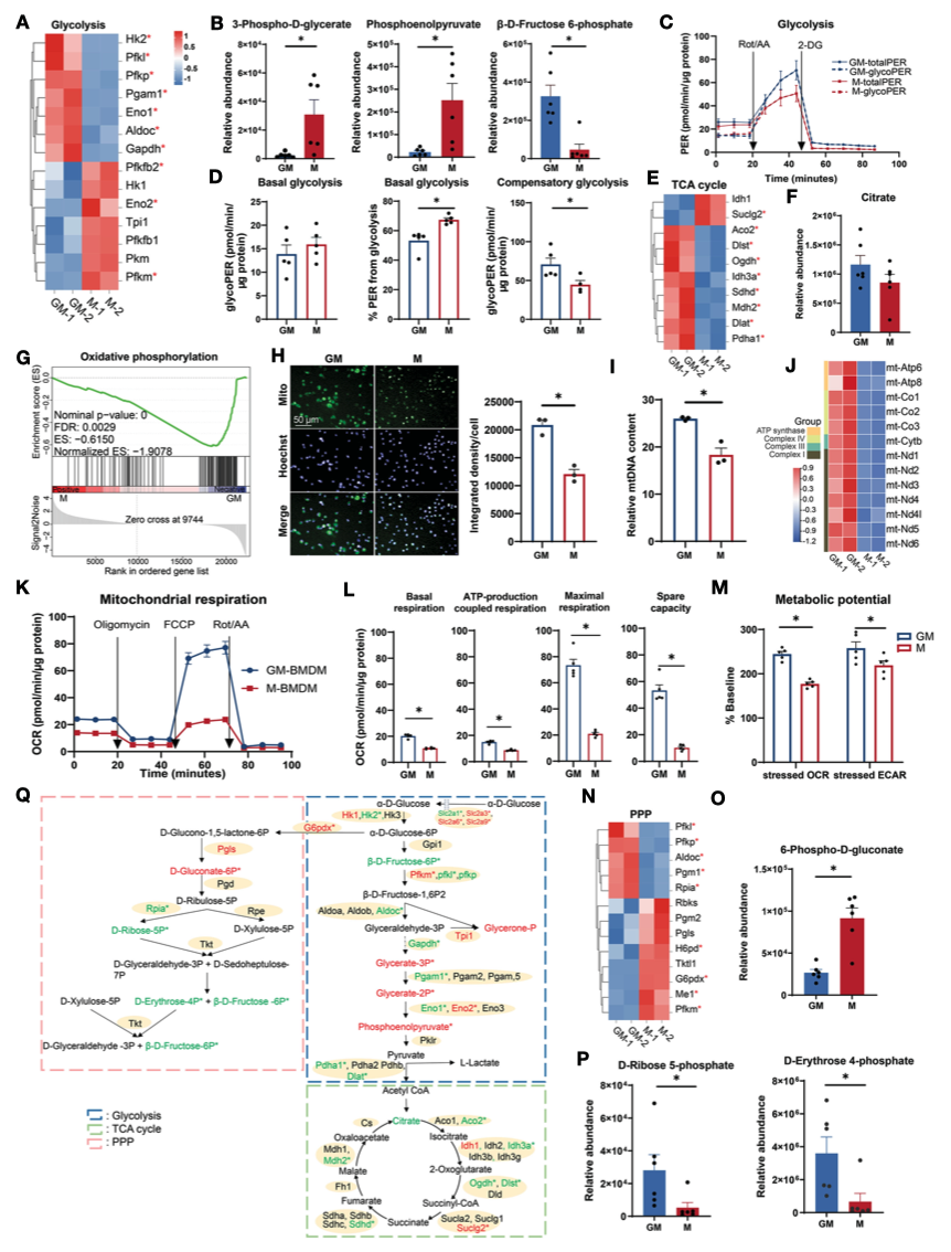Front. Immunol丨转录组和代谢组的综合分析揭示了 GM-CSF 和 M-CSF 分化的小鼠巨噬细胞的代谢编程过程 - 知乎