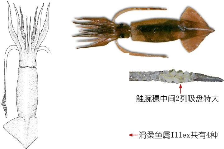 解析海鲜 | 认识鱿鱼（完结篇）（作者：Zam） - 知乎