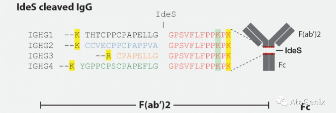 IdeSProtease：特异性切割IgG，一个挑剔的工具酶 - 知乎