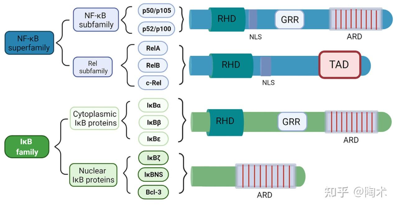 快速了解NF-κB 通路 - 知乎