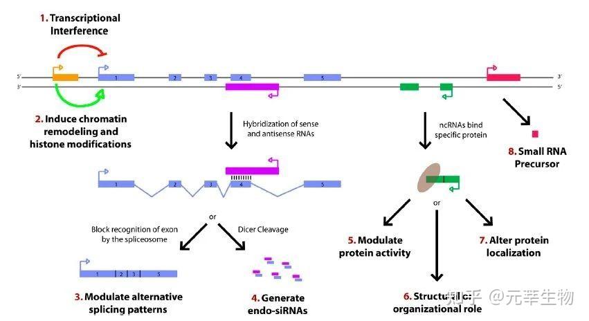 LncRNA专题（一） | IncRNA的概念、分类和功能概述 - 知乎