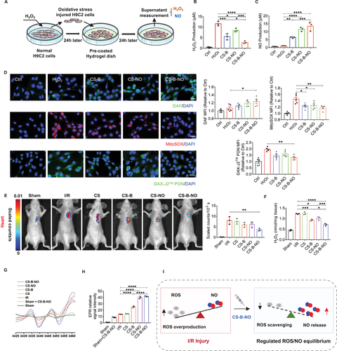 《AS》南开大学赵强:可注射水凝胶调节ROS/NO,防止心肌缺血/再灌注损伤！ - 知乎