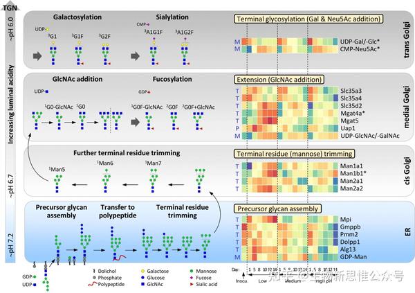 上游技术 | 一文读懂pH对单抗PQA的深层调控机制 - 知乎