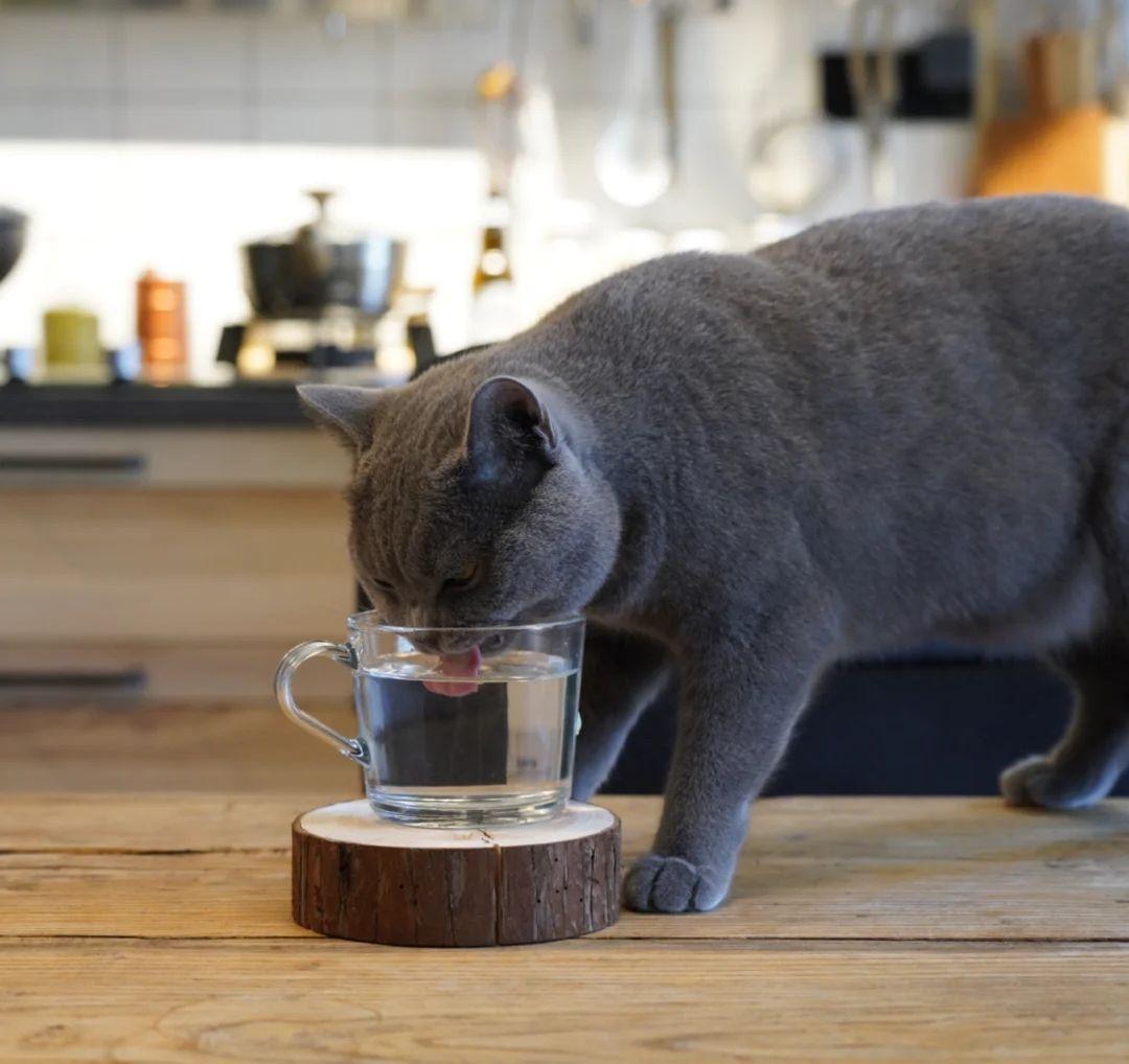 如何判断猫咪 是否需要喝水 知乎