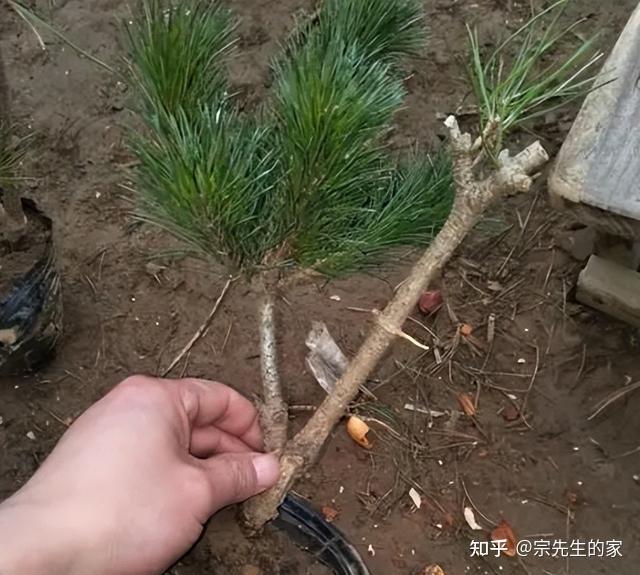 3招就能让树桩快速发芽成活，方法简单，一看就会 - 知乎