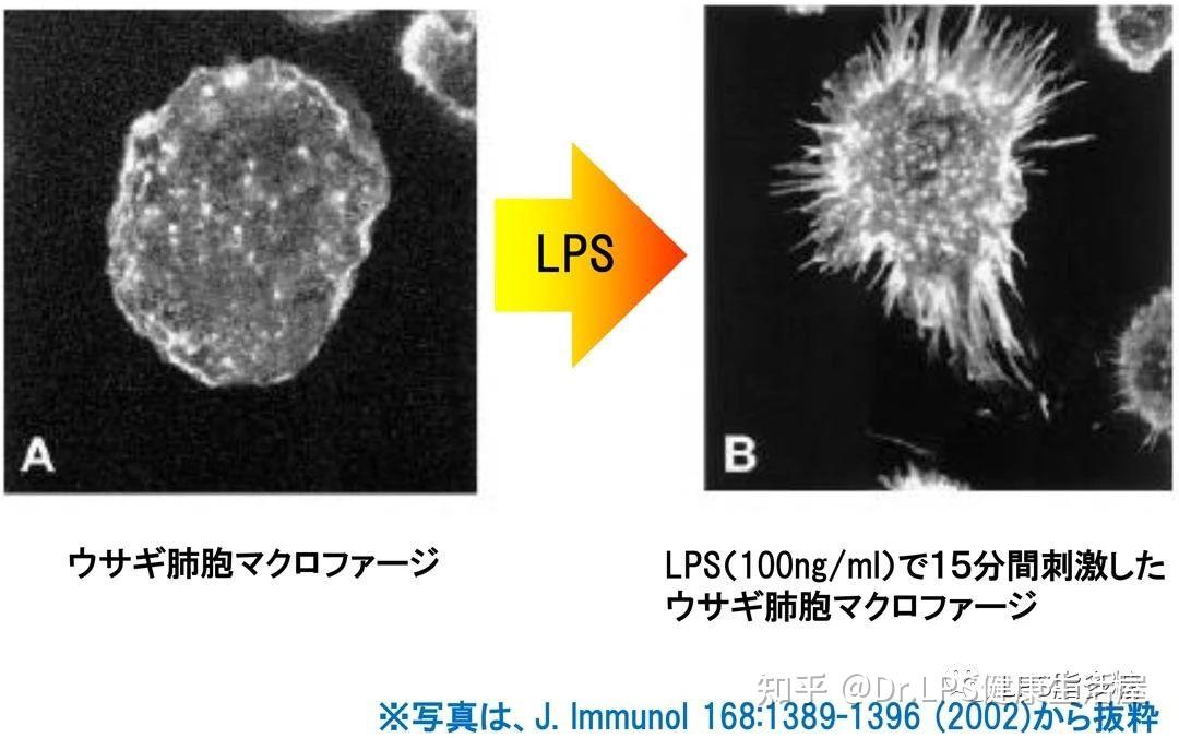 LPS脂多糖和内毒素的区别？ - 知乎