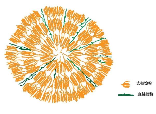 三黍课堂|直链淀粉的那些事儿 - 知乎