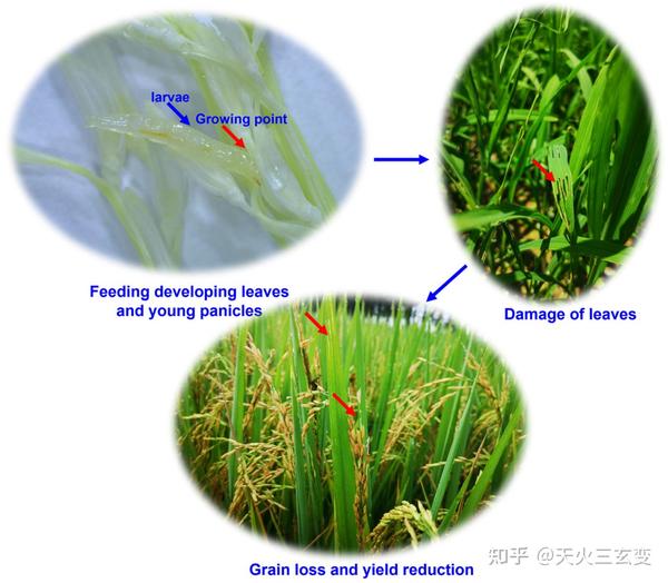 A chromosome-level genome assembly 、 environmental adaptability and outbreaks of Chlorops oryzae ...
