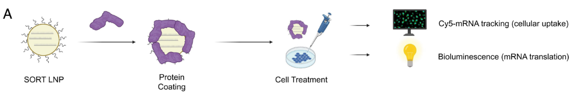 PNAS | On the mechanism of tissue-specific mRNA delivery by selective ...