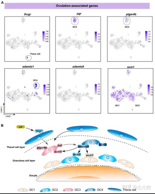 Front. Cell Dev. Biol.发表鱼类繁殖生物学研究最新成果，揭示鱼类和哺乳类卵子发生基本特征的保守性 - 知乎