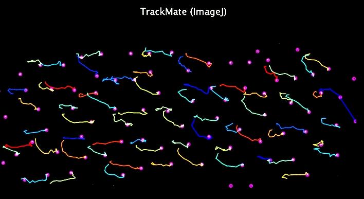 ImageJ实用技巧——2D细胞自动追踪(插件篇) - 知乎