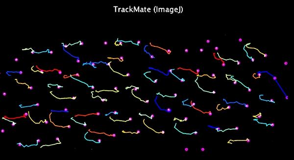 ImageJ实用技巧——2D细胞自动追踪(插件篇) - 知乎