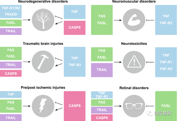 Cell Death Differ ｜ 疾病中的细胞凋亡---细胞死亡命名委员会目前的理解2023 - 知乎