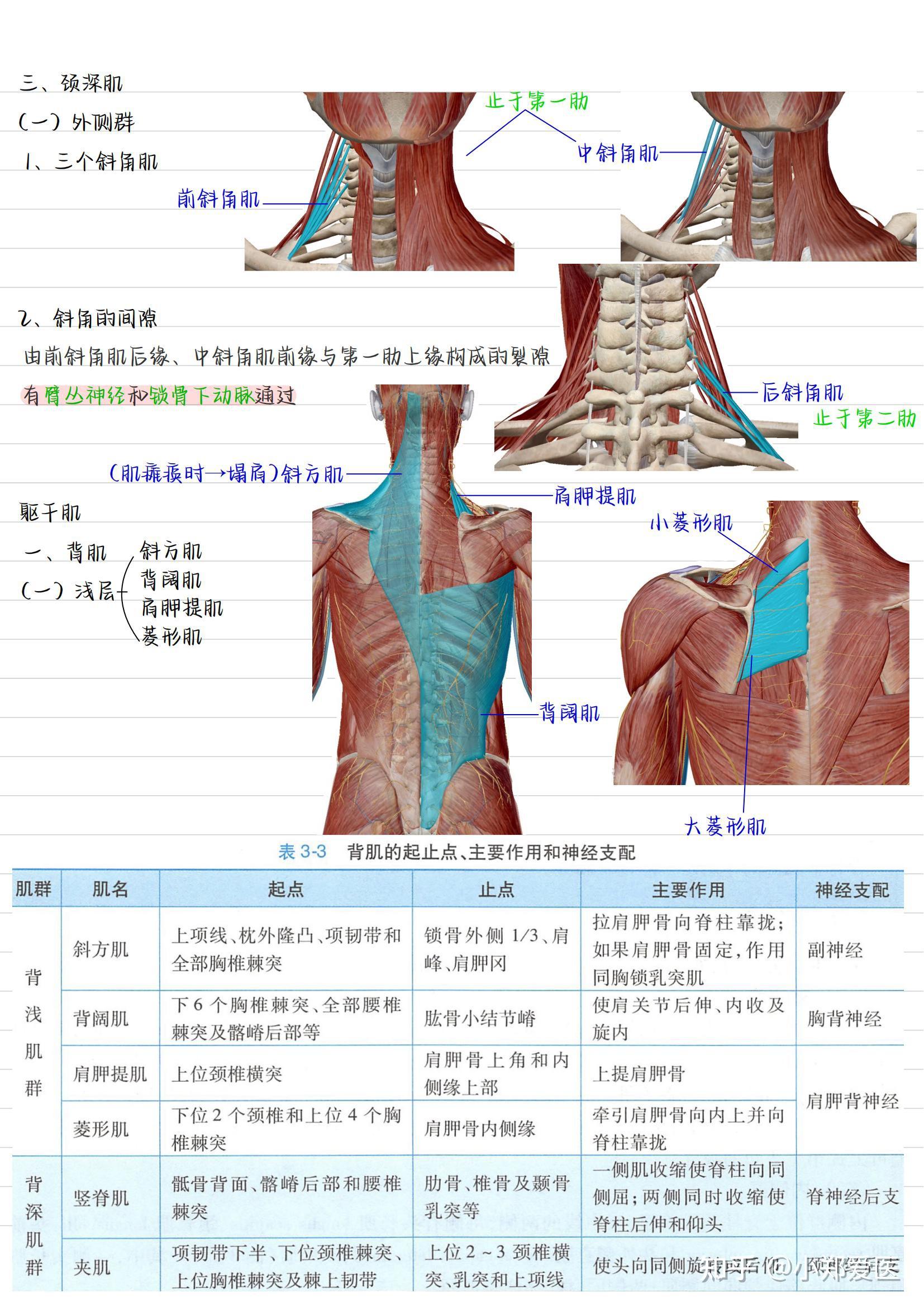 系统解剖学手写笔记全套收藏 知乎