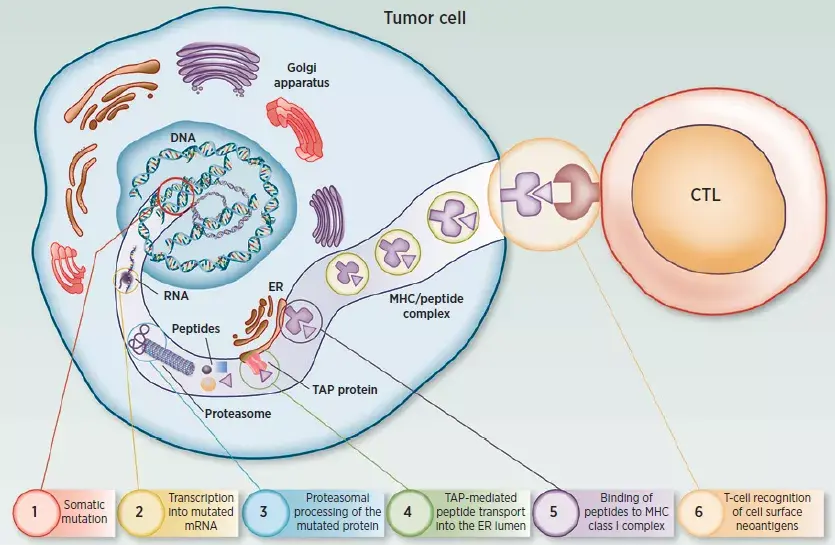 关于TMB，史上最硬核科普在这里 - 知乎