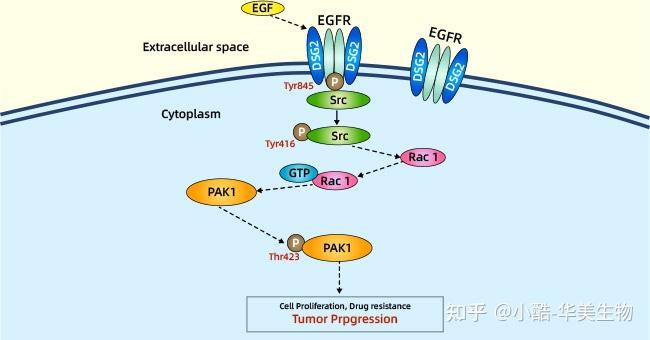 DSG2：桥粒芯蛋白家族DSGs表达最广泛的成员，心肌病、腺病毒和肿瘤新兴靶点？ - 知乎