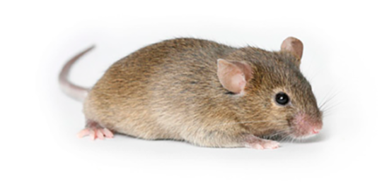 CBA小鼠及其亚系介绍：CBA/J、CBA/CaJ - 知乎