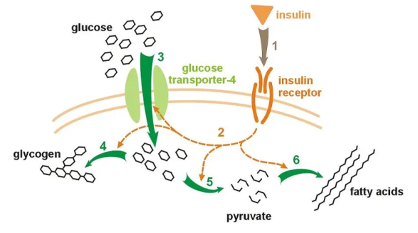 GLUT2 和 GLUT4 有什么区别 - 知乎