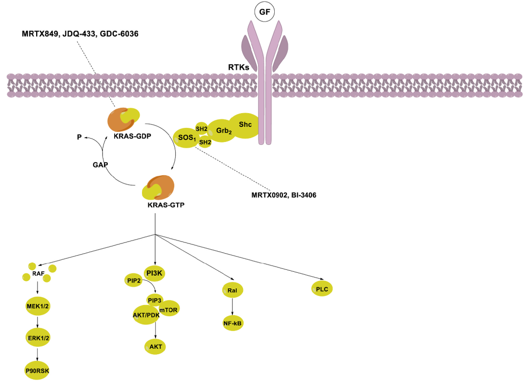 什么是KRAS？ - 知乎