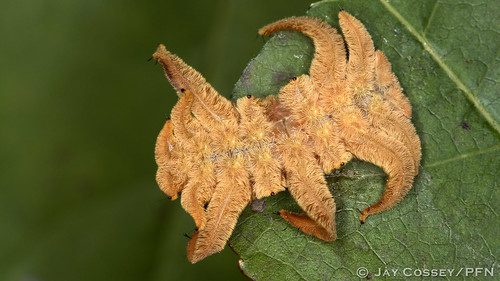 有哪些奇奇怪怪的毛毛虫？ - 知乎