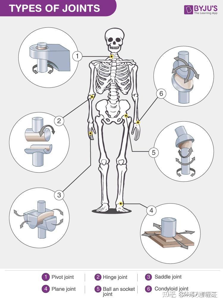 【北体运人考研·三个月带你学完解剖】Day9-关节的分类 - 知乎