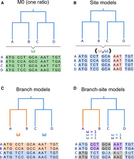 进化大牛杨子恒解读PAML软件分析教程 - 知乎