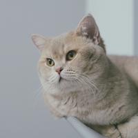 【论文阅读】Fuzz4All: Universal Fuzzing with Large Language Models（ICSE'24） - 知乎