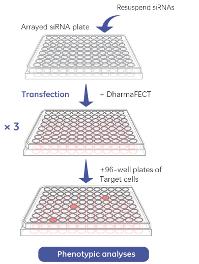 siRNA文库——高效基因筛选工具 - 知乎