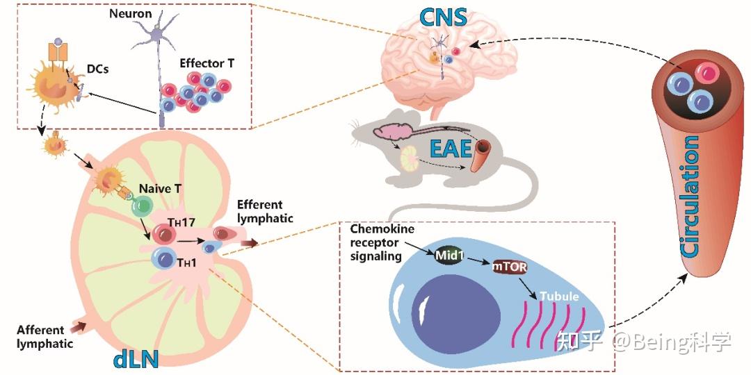 Theranostics︱华中科技大学课题组揭示自身反应性T细胞迁移机制，Mid1是关键调控因子 - 知乎