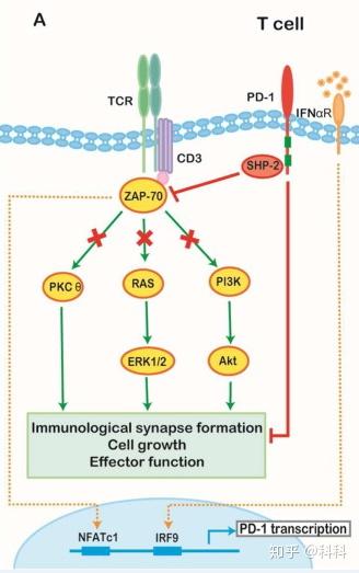 [科普]PD-1免疫疗法的那些事儿（超全攻略） - 知乎