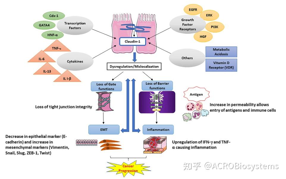 当代家族“内卷”图鉴：Claudin家族皆是“王者” - 知乎